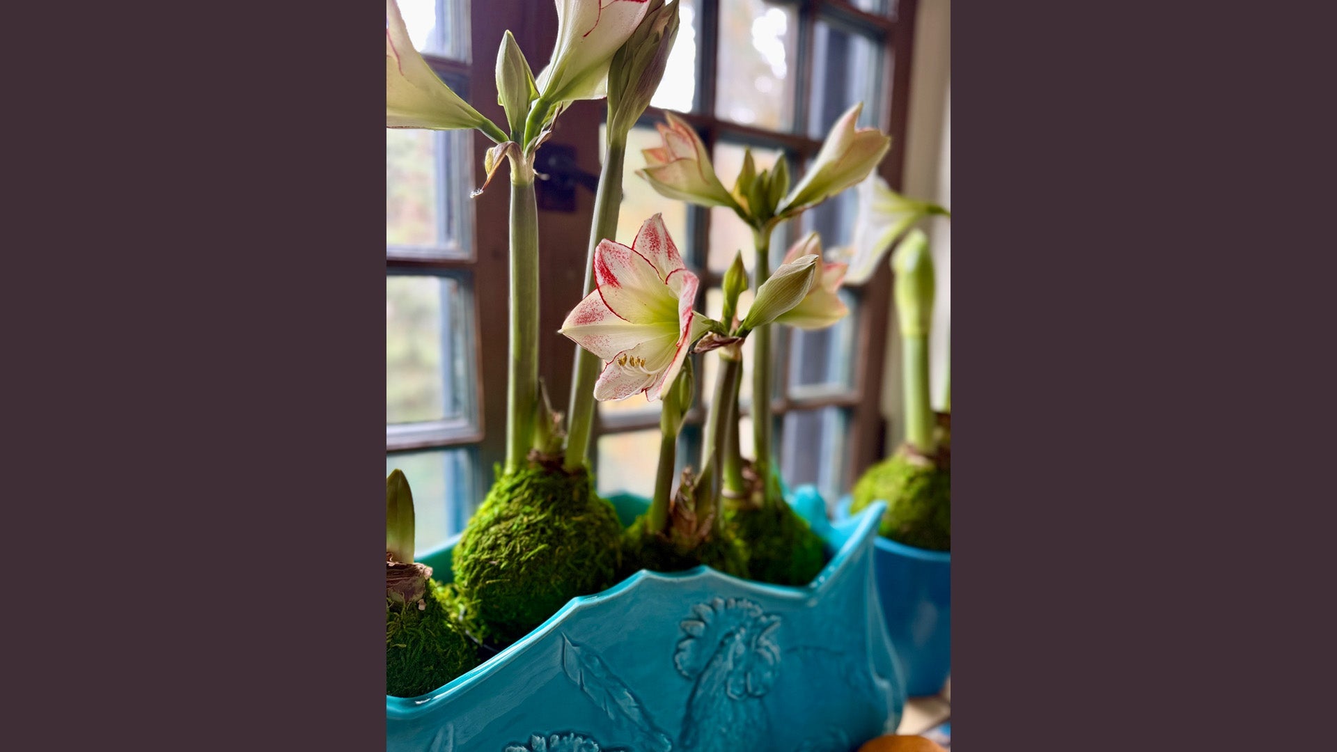 January Energy – fleurdetroit