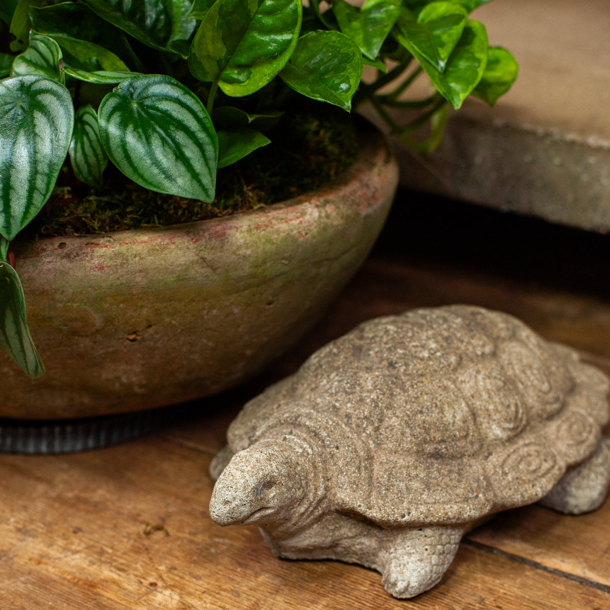 Charming Cast Stone Turtle, French, Mid 20th Century – fleurdetroit