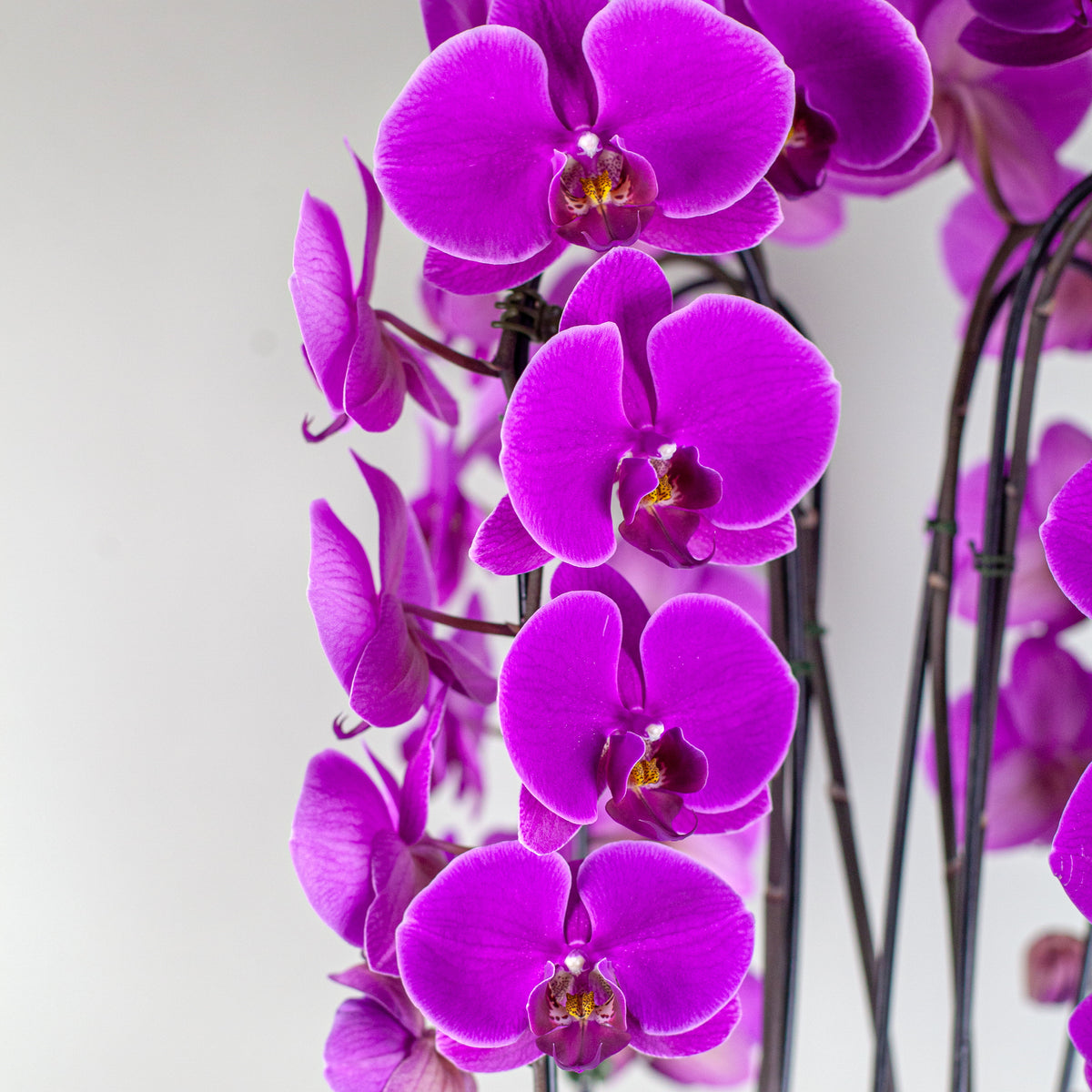 Stunning Purple Waterfall Orchids Premium – fleurdetroit